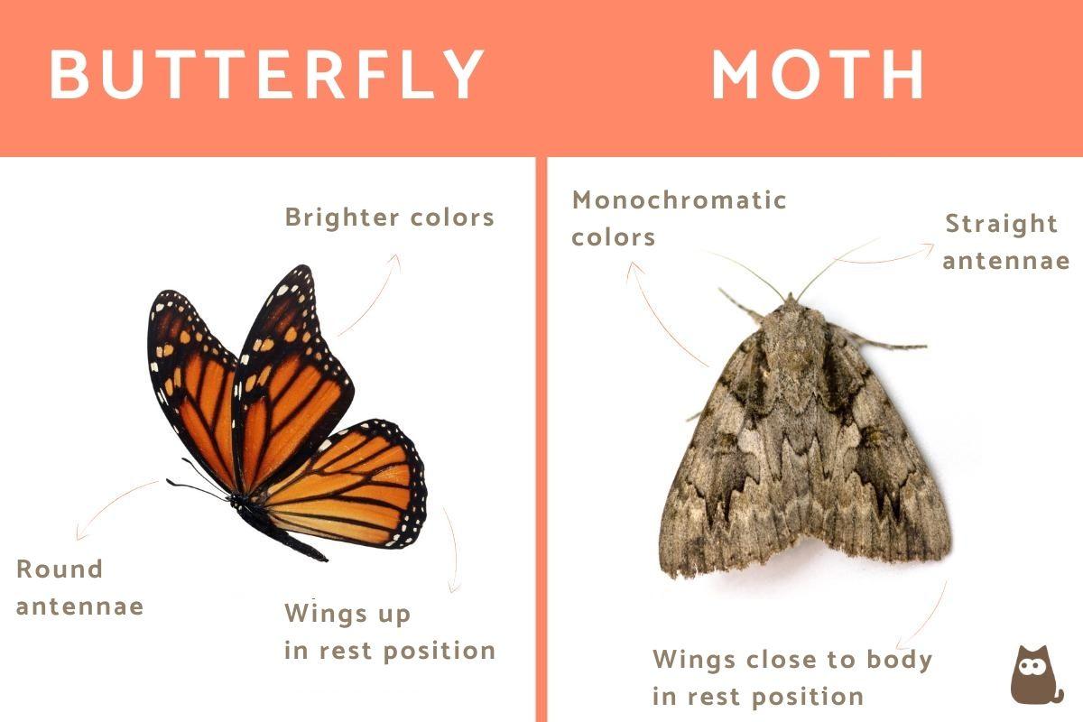 Butterfly vs. Moth - Differences Between Moths and Butterflies - With ...