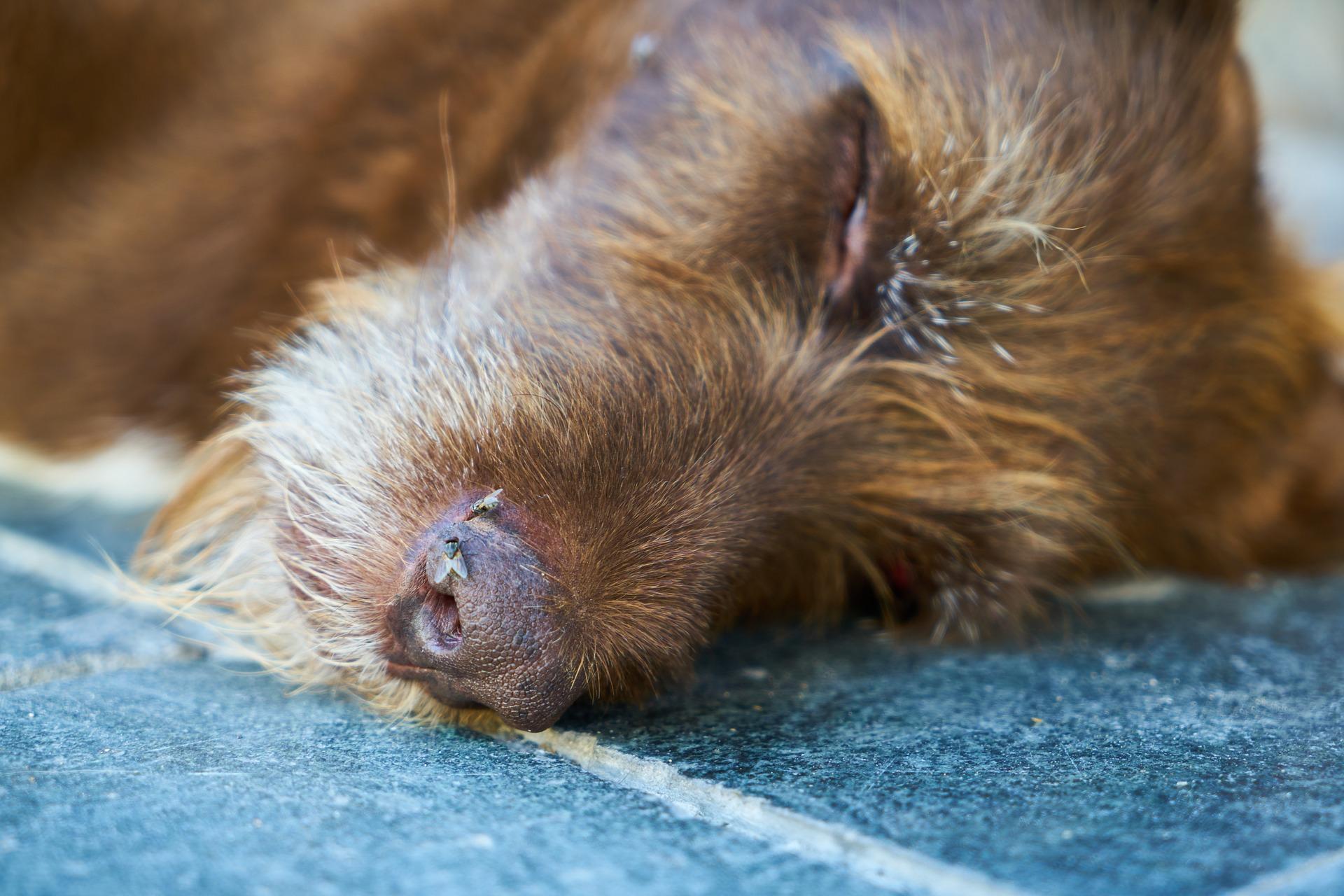 My Dog is Dying - Palliative Care for Dogs