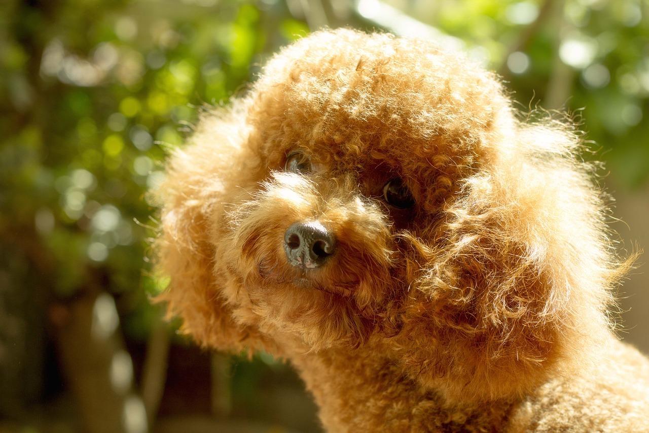 200+ Poodle Dog Names - Male and Female Names for All Sizes and Colors