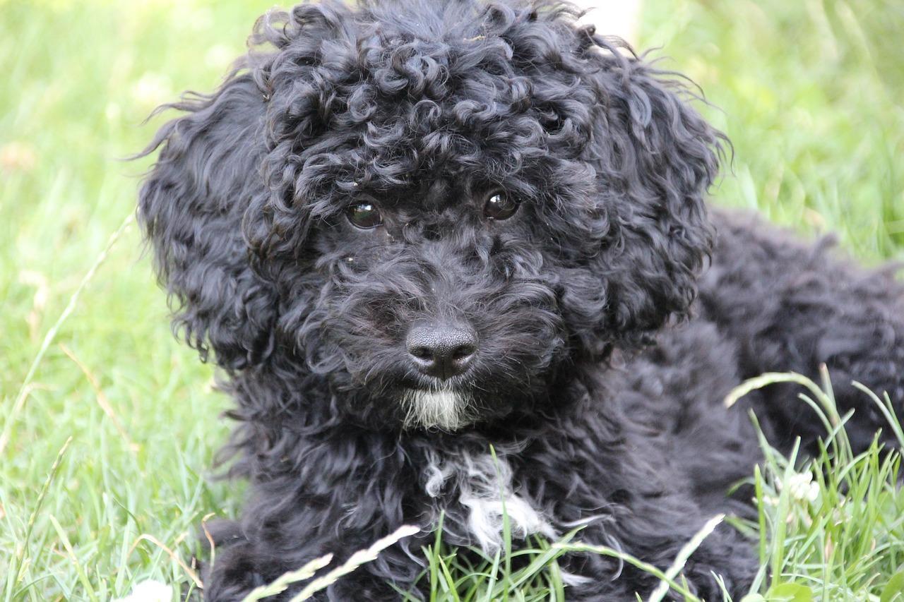 200+ Poodle Dog Names - Male and Female Names for All Sizes and Colors