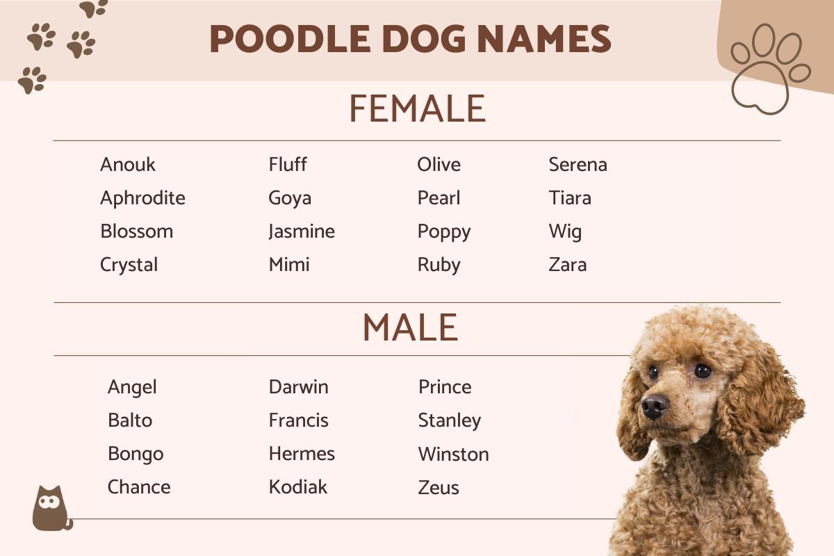French Poodle Dog Names