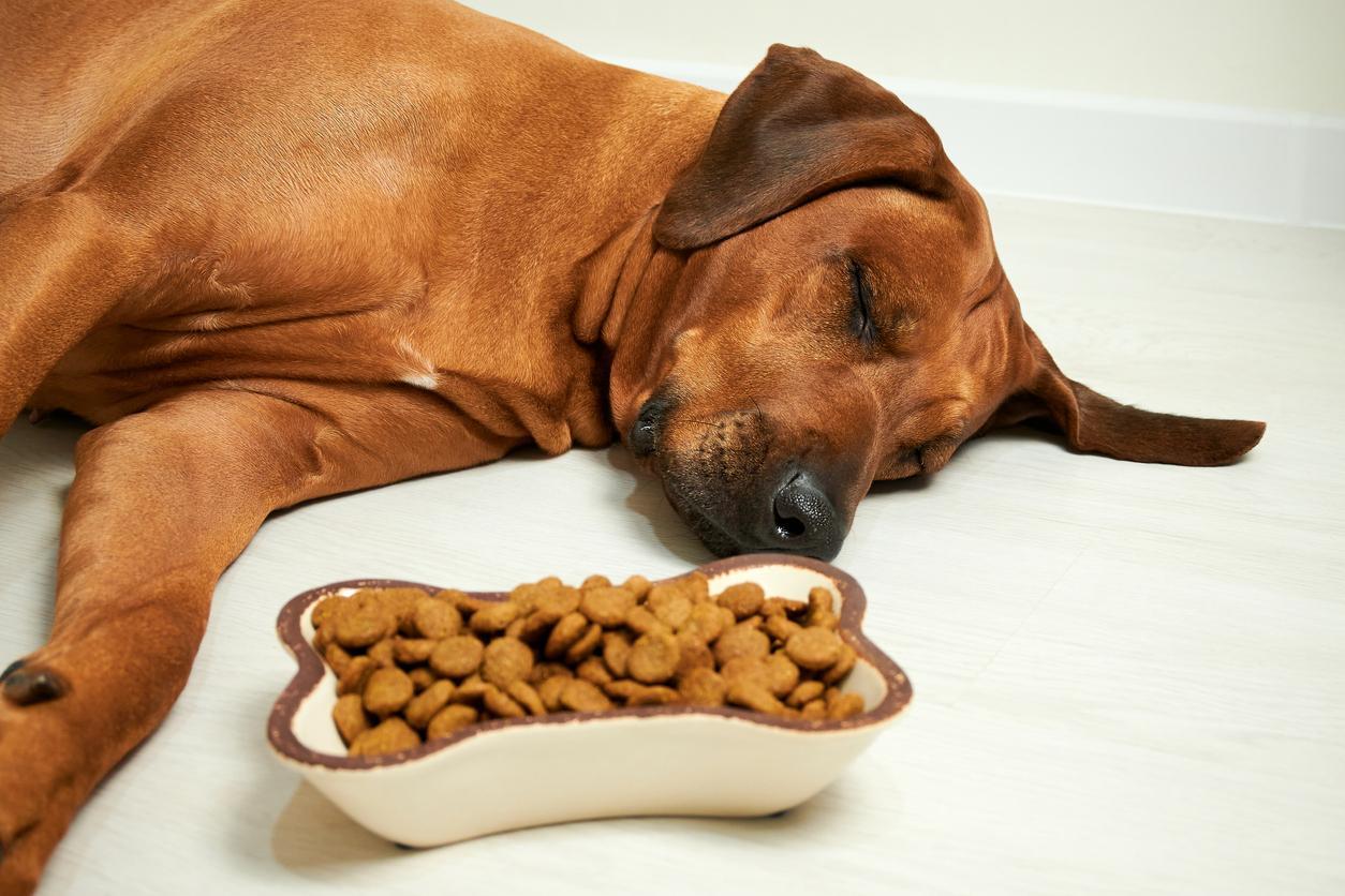 Anorexia in Dogs - Causes, Diagnosis and Treatment