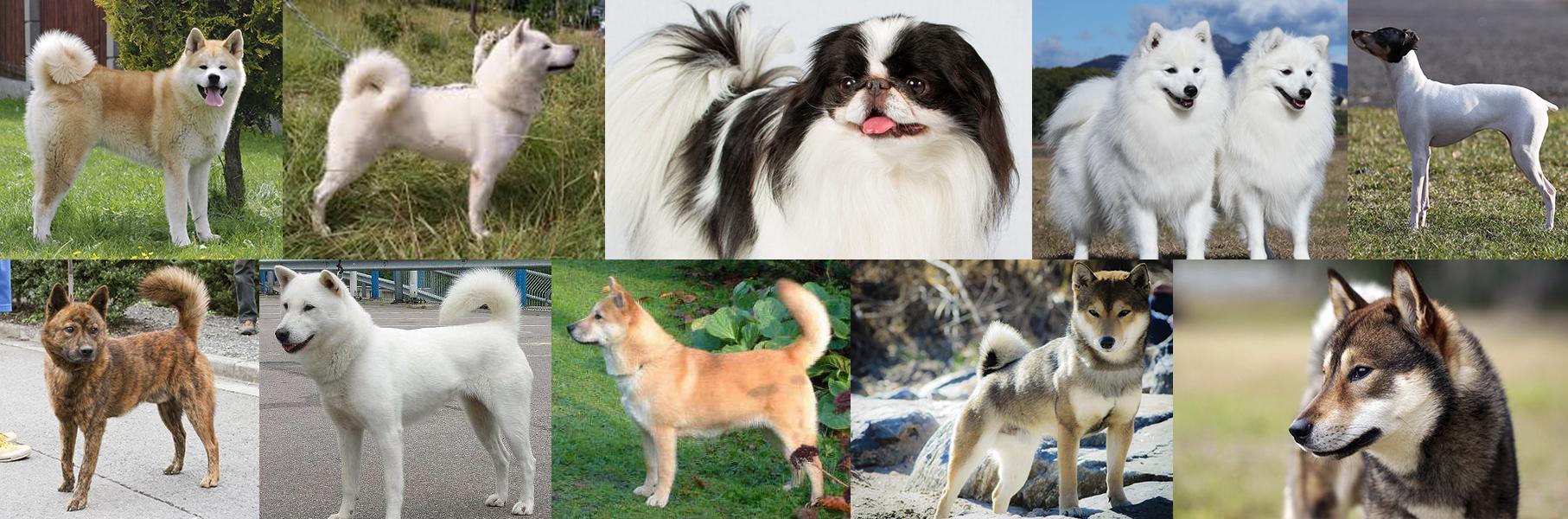 Native Asian Dog Breeds