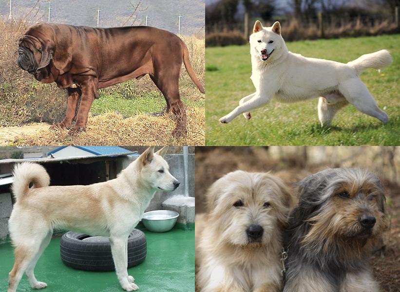 Native Asian Dog Breeds