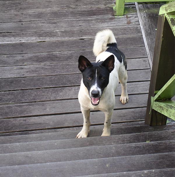 Native Asian Dog Breeds