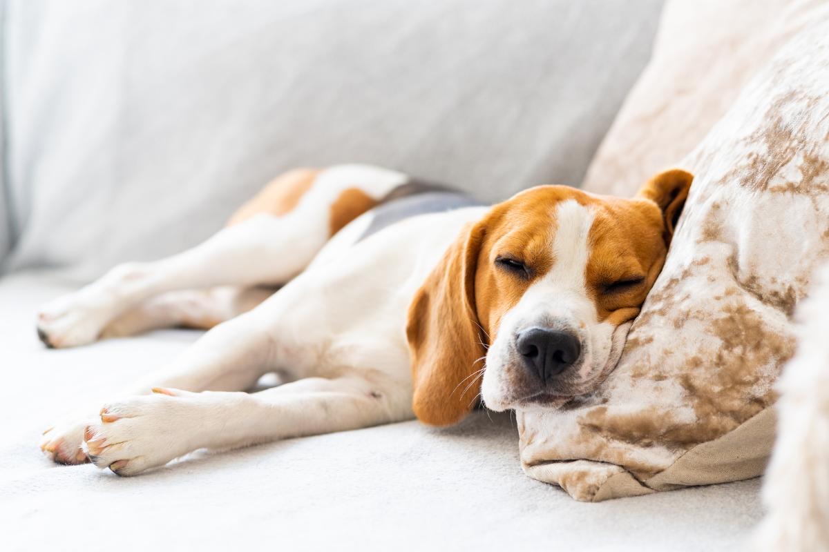 My Dog Is Not Moving But Still Breathing - Causes and Treatment