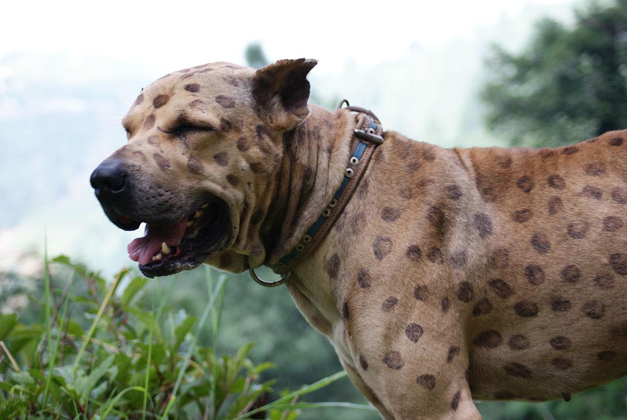Native Asian Dog Breeds