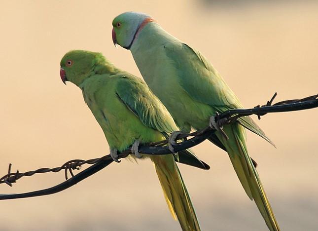 Differences between Male and Female Parrots