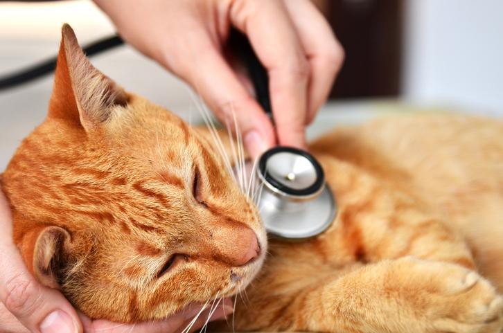 My Cat Has Lost Their Voice - Causes and Treatment for a Raspy Meow