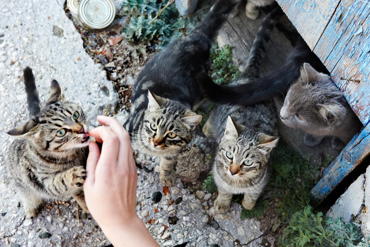 Differences Between Feral and Wild Cats