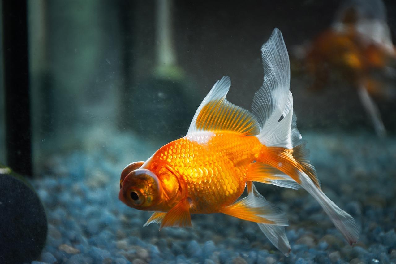 My Fish is Swimming Sideways - Swim Bladder Disease and Other Causes