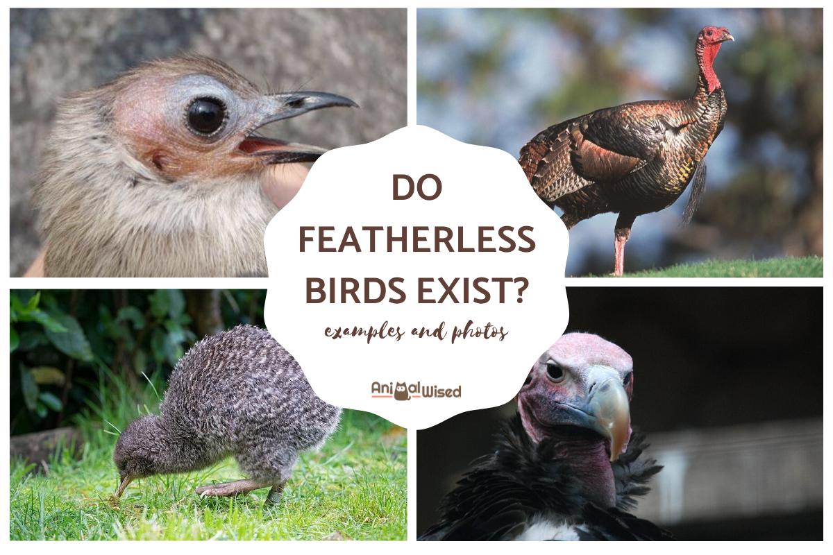 Do Featherless Birds Exist? - Examples With Photos!