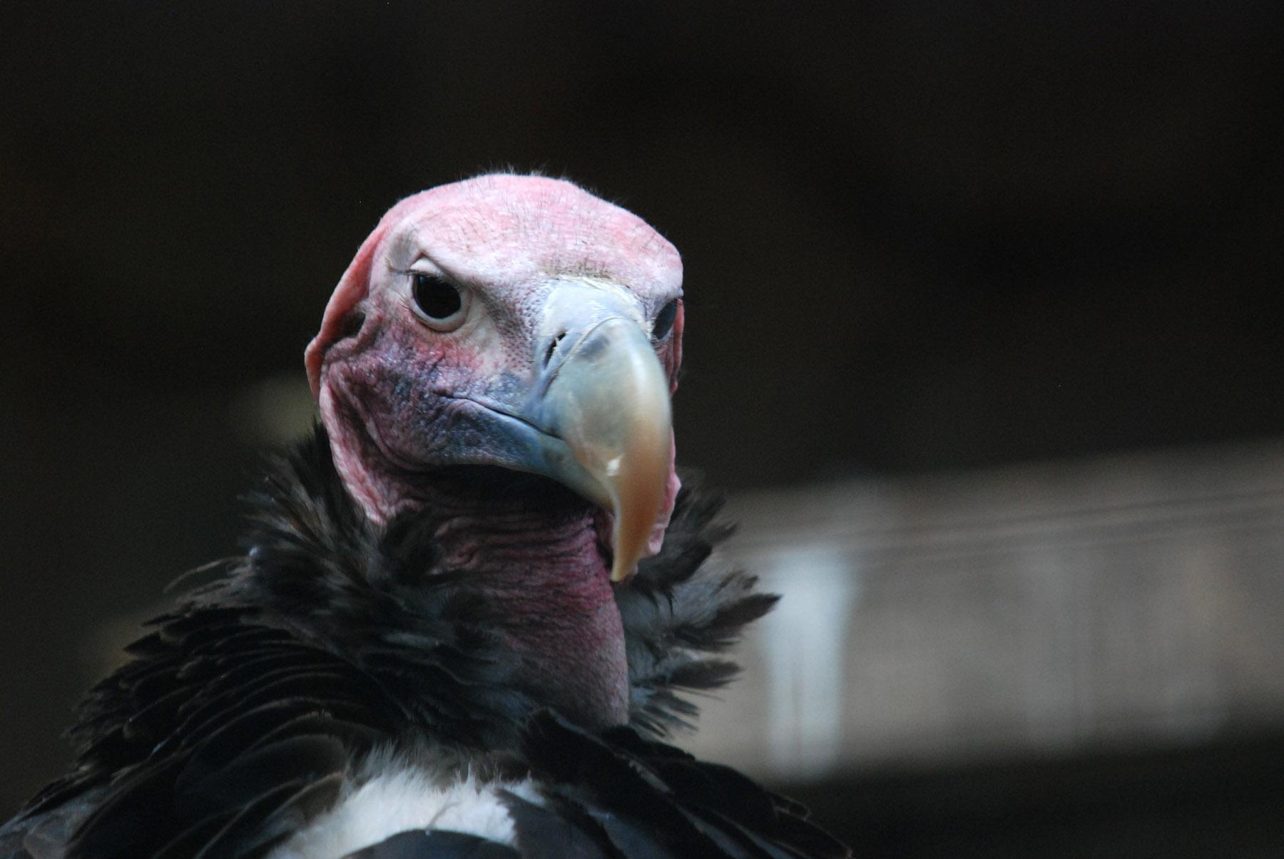 Do Featherless Birds Exist? - Examples With Photos!