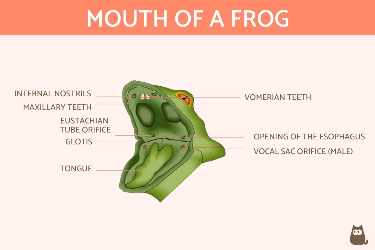 Do Frogs Have Teeth? - Types and Main Characteristics