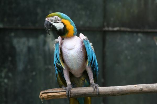 Do Featherless Birds Exist? - Examples With Photos!