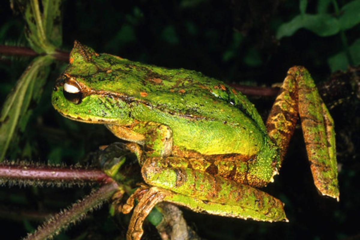 Do Frogs Have Teeth? - Types and Main Characteristics