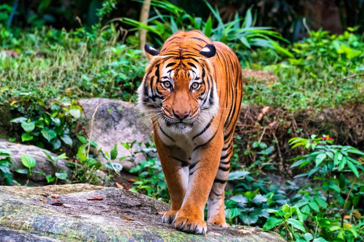 15 Fun and Interesting Facts About Tigers