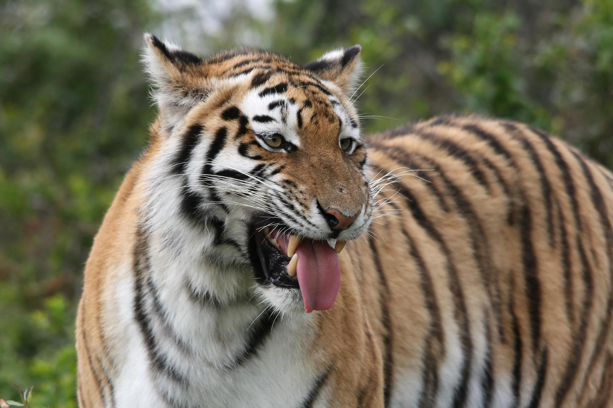 15 Fun and Interesting Facts About Tigers