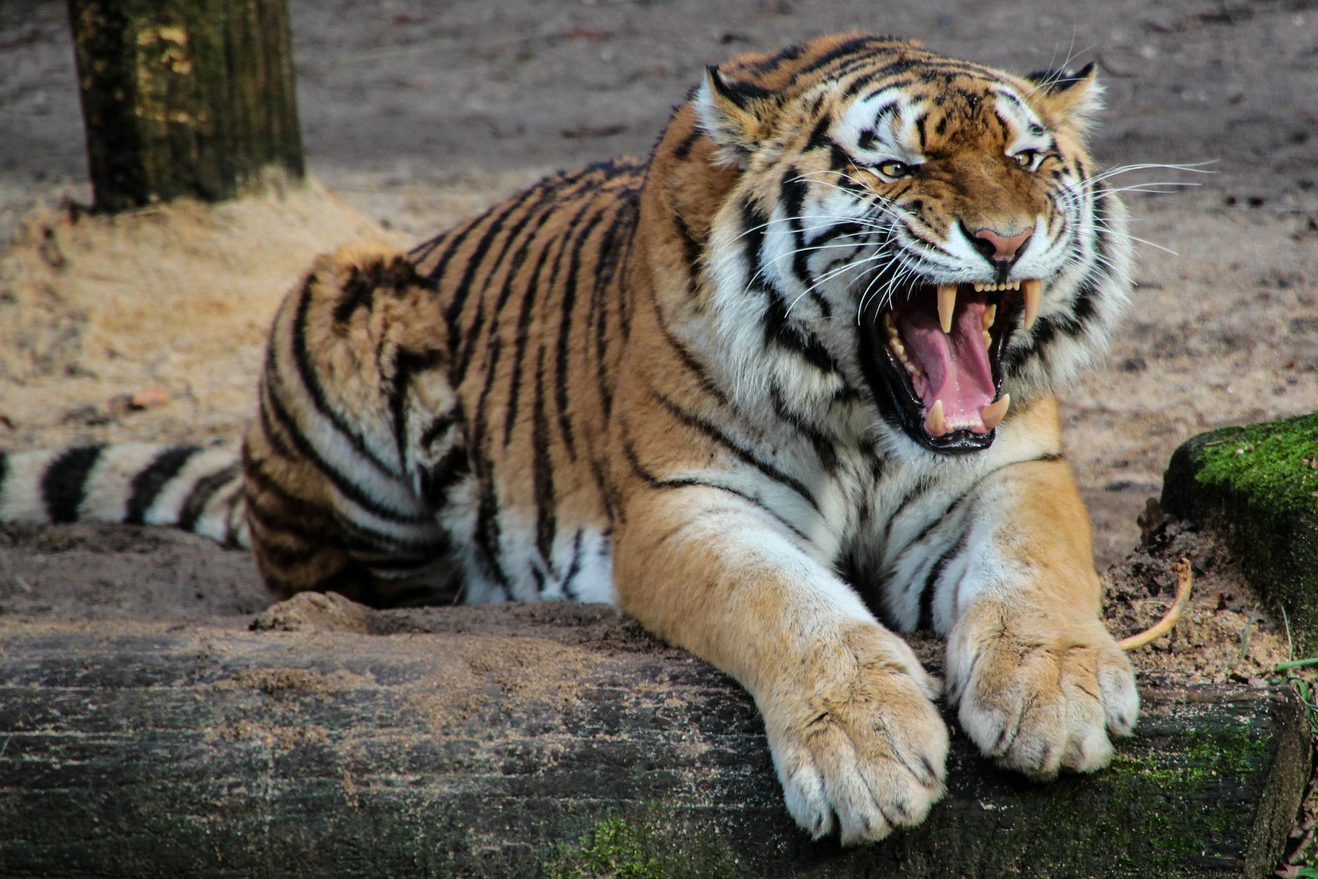 15 Fun and Interesting Facts About Tigers