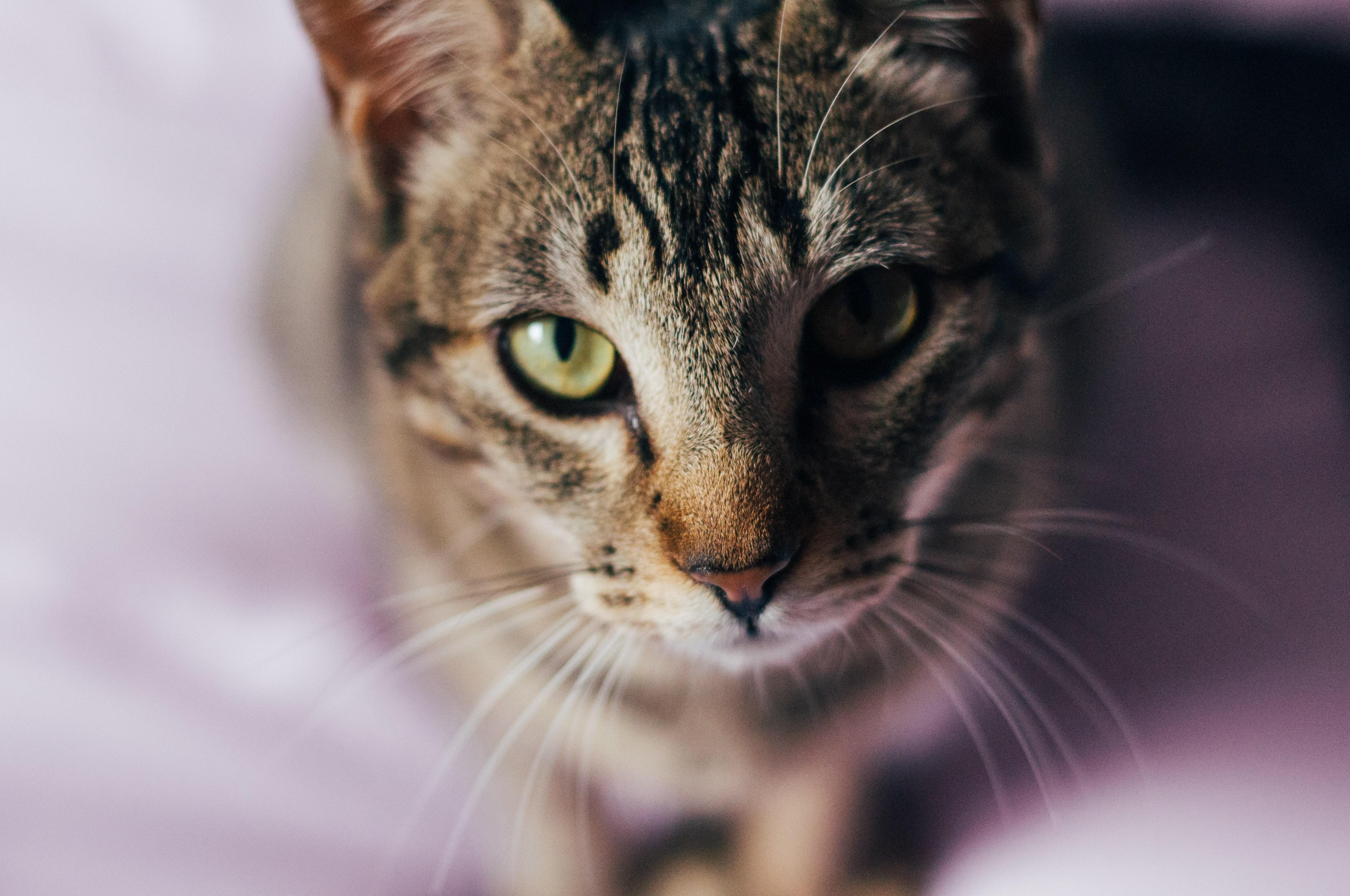 Keratitis in Cats - Types, Symptoms, Treatment