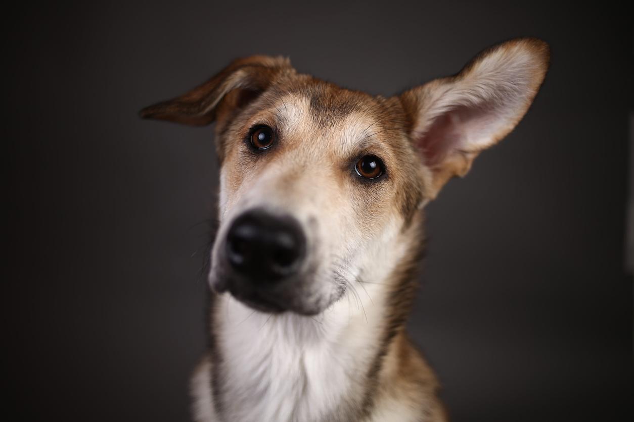 Is Taping Dog Ears Down a Bad Idea? - Negative Effects of Ear Taping