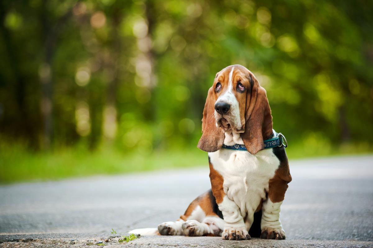 15 Types of Hound Dog Breeds - Names and Photos