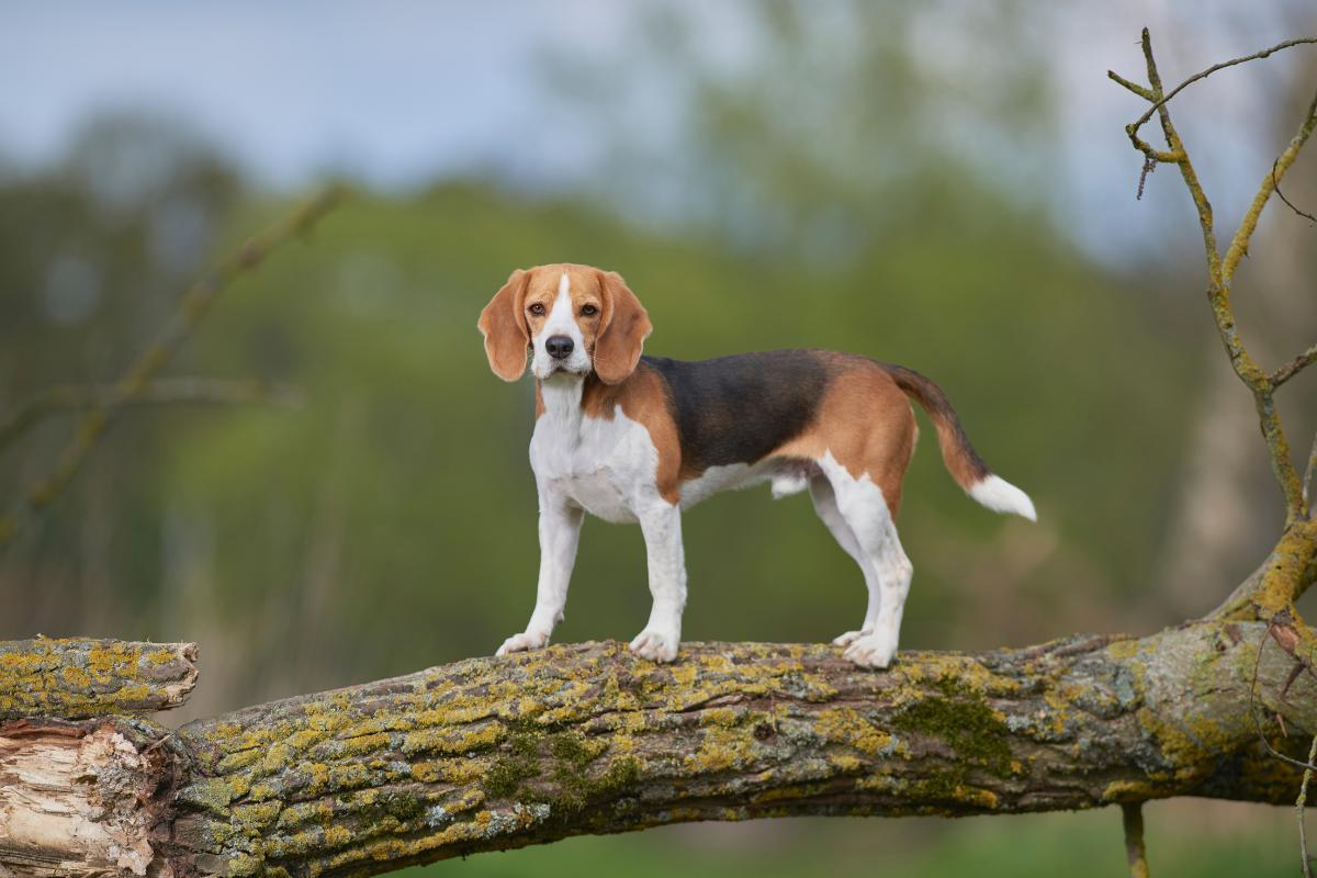 15 Types of Hound Dog Breeds - Names and Photos