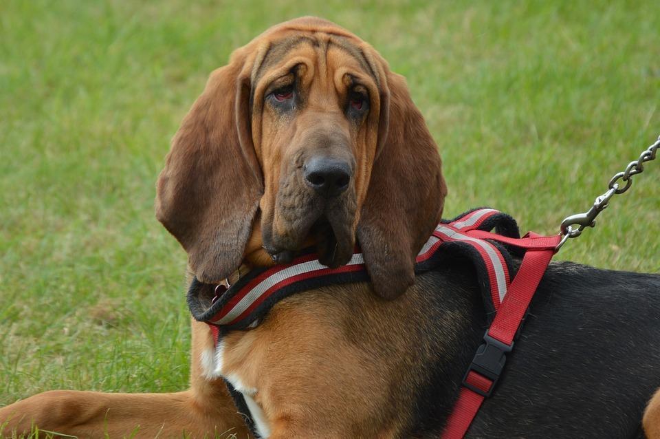 15 Types of Hound Dog Breeds - Names and Photos