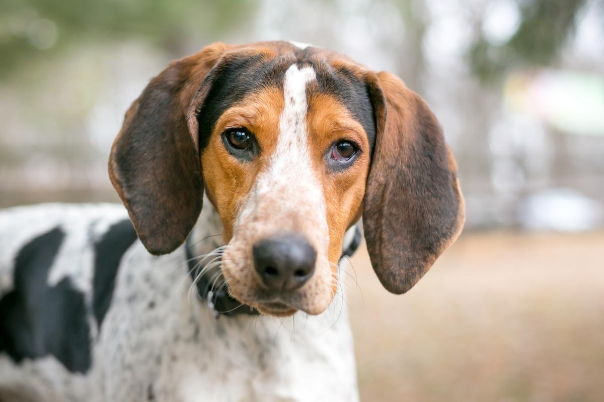 15 Types of Hound Dog Breeds - Names and Photos