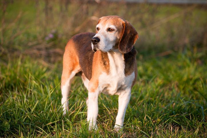 15 Types of Hound Dog Breeds - Names and Photos