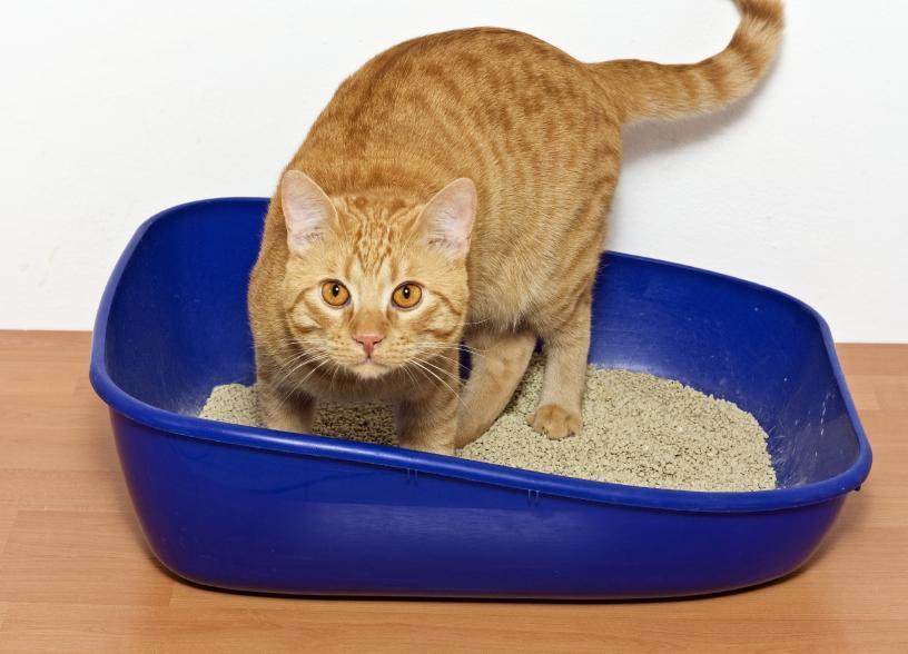 My Cat Is Not Peeing Anymore - Causes and Treatment of Dysuria in Cats