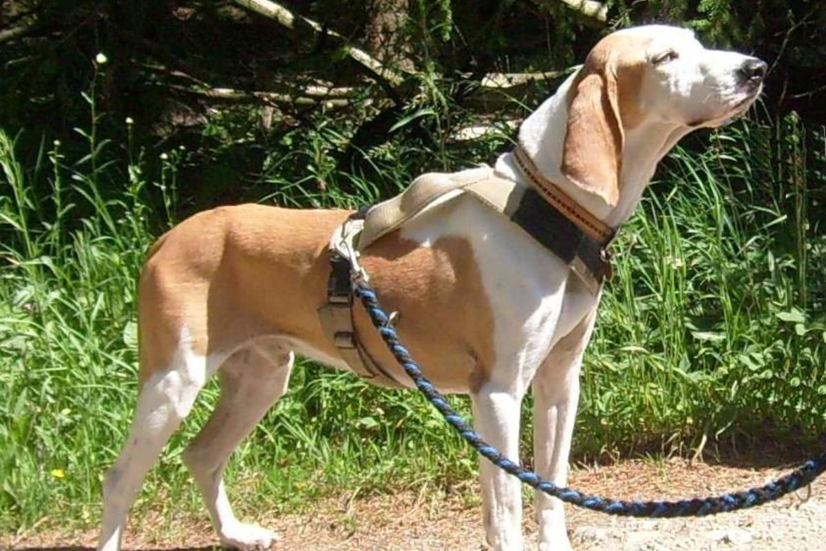 15 Types of Hound Dog Breeds - Names and Photos