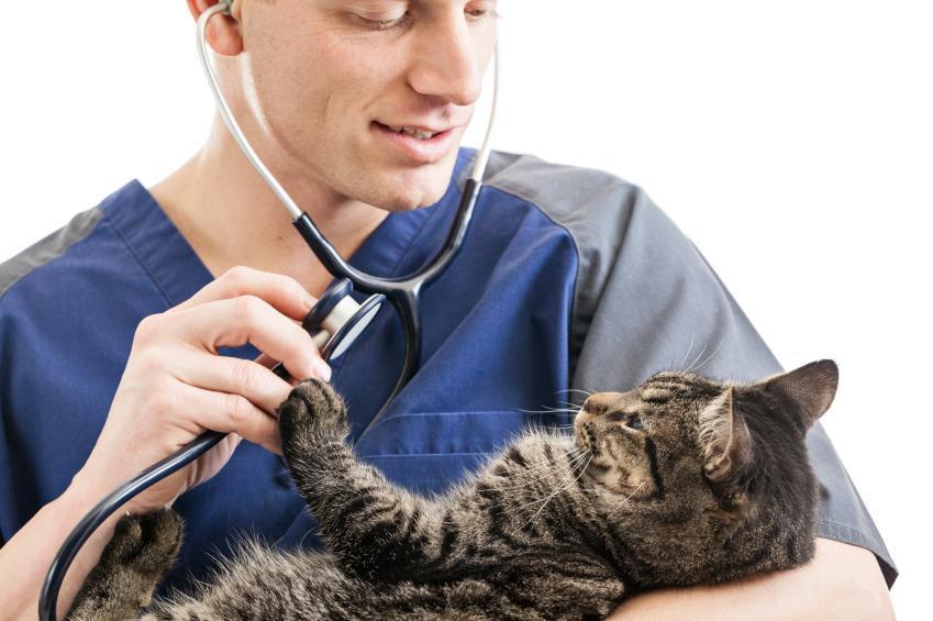 My Cat Is Not Peeing Anymore - Causes and Treatment of Dysuria in Cats