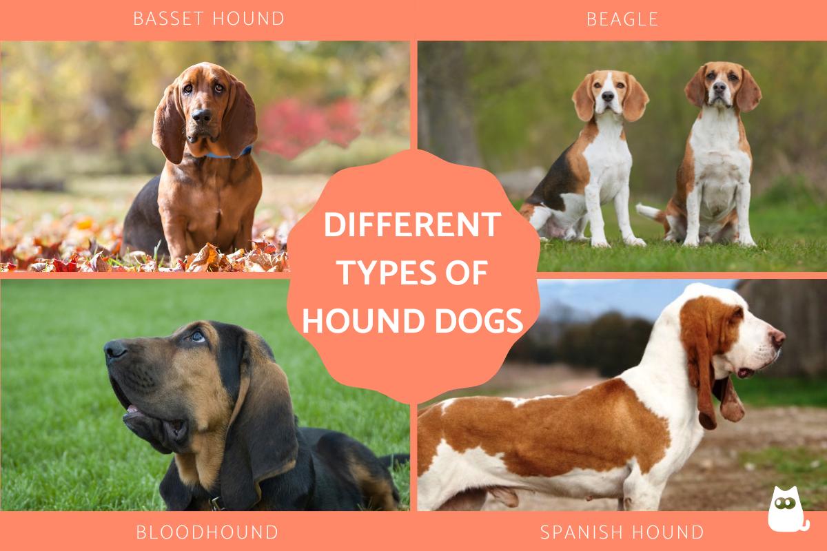 15 Types of Hound Dog Breeds - Names and Photos