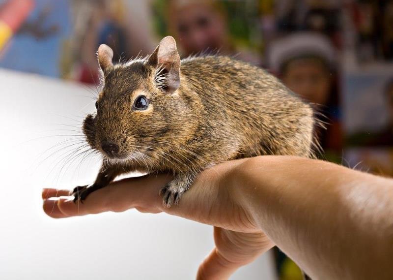 Degu as Pets - Caring for the Common Degu - Characteristics and Care