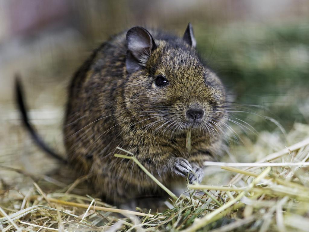 Degu as Pets - Caring for the Common Degu - Characteristics and Care