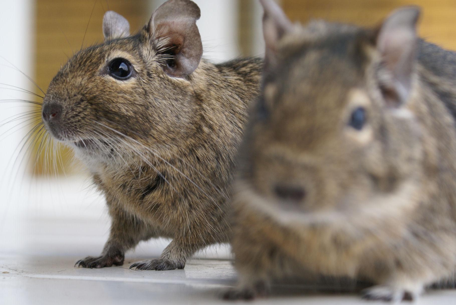 Degu as Pets - Caring for the Common Degu - Characteristics and Care