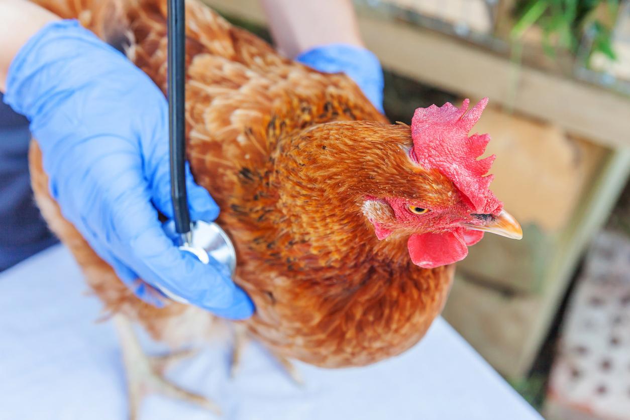 Avian Colibacillosis - Symptoms, Diagnosis, Treatment and Preventive ...
