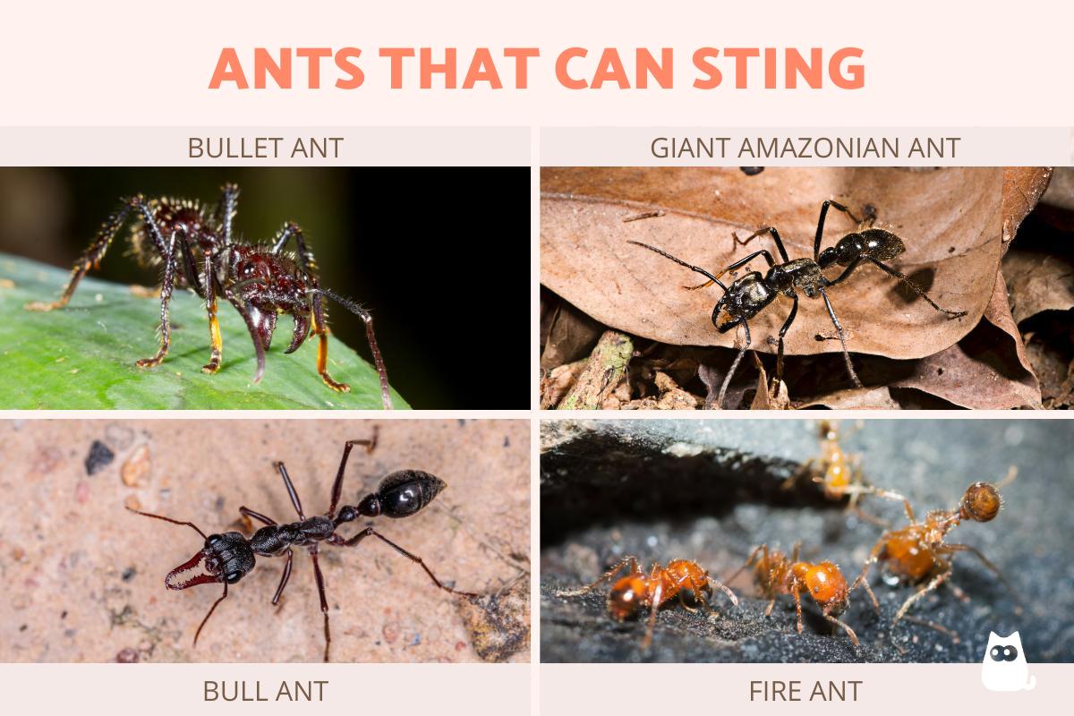 Do Ants Bite or Sting Humans? - List of Ants That Sting With Photos