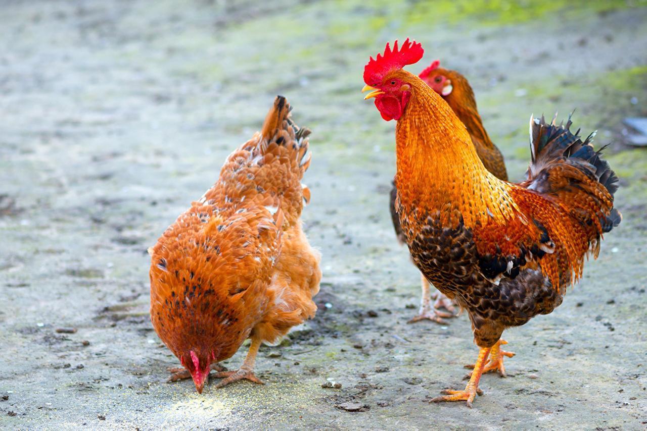 How to Tell the Difference Between Rooster and Hens - Learn to Tell ...