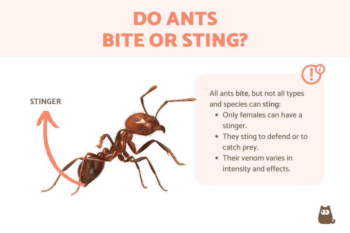 Do Ants Bite or Sting Humans? - List of Ants That Sting With Photos