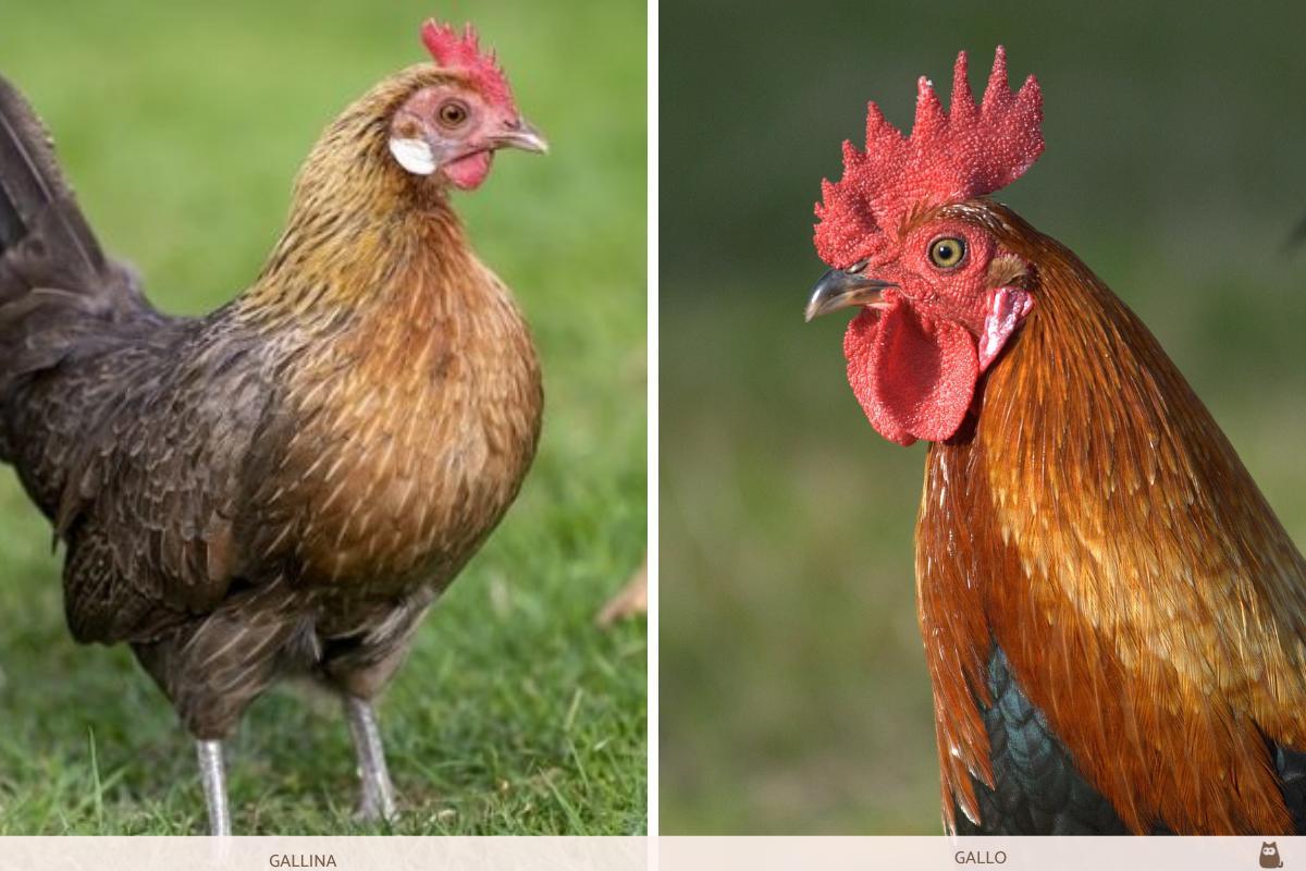 How to Tell the Difference Between Rooster and Hens - Learn to Tell ...