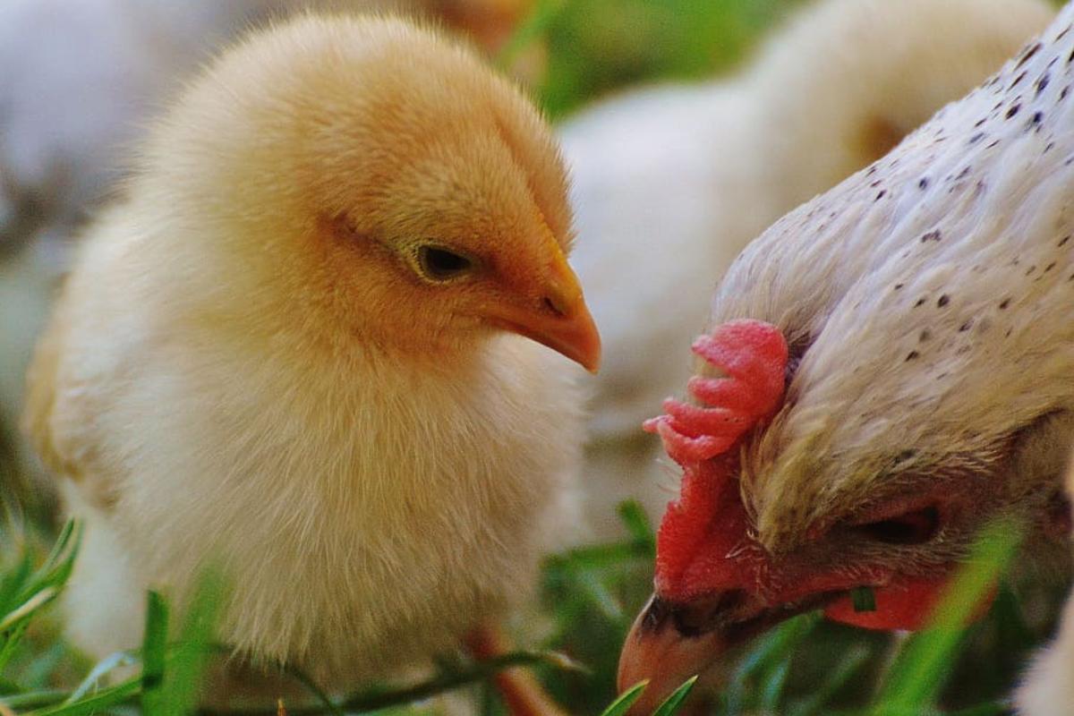 How to Tell the Difference Between Rooster and Hens - Learn to Tell ...