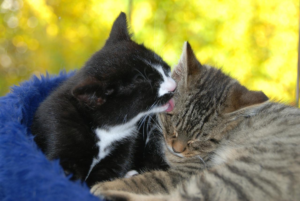 How to Clean Your Cat Without Bathing