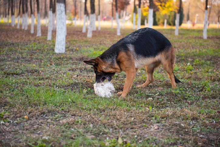 Why Does My Dog Eat Rocks? - Causes & What To Do - Pica Syndrome