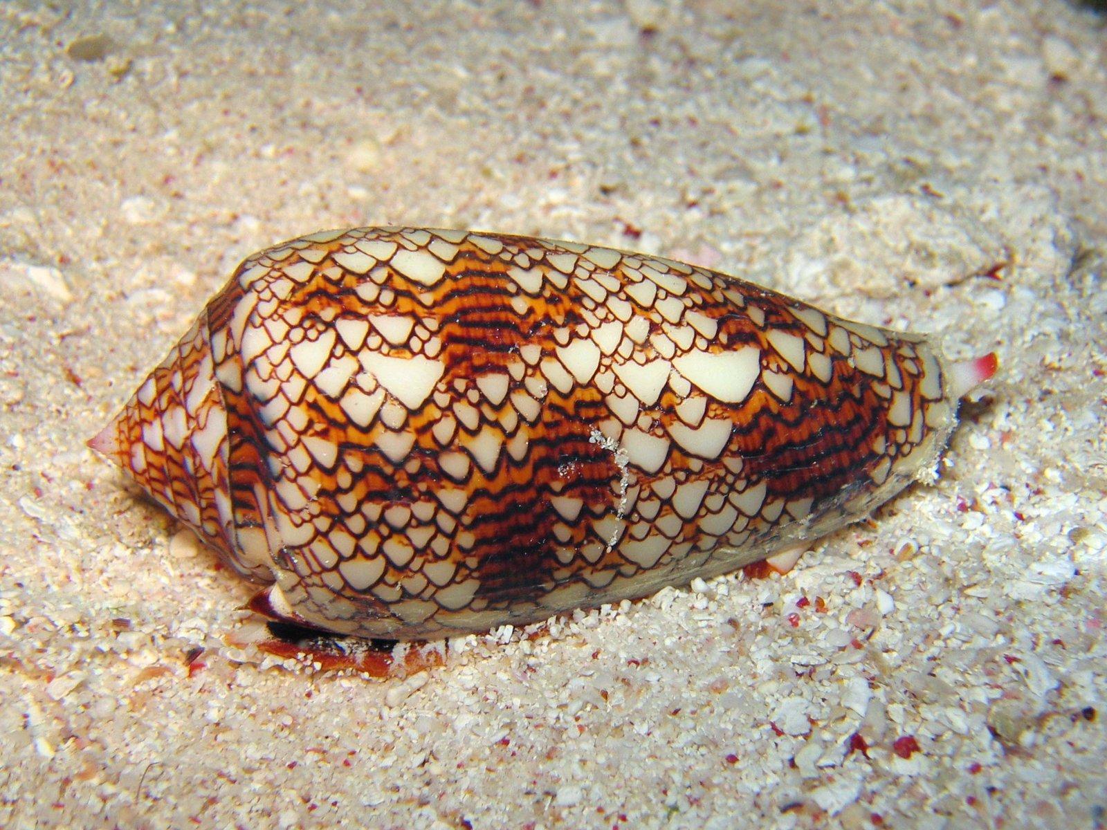 Types of Snails - Sea, Land And Saltwater - +15 Types (PHOTOS)