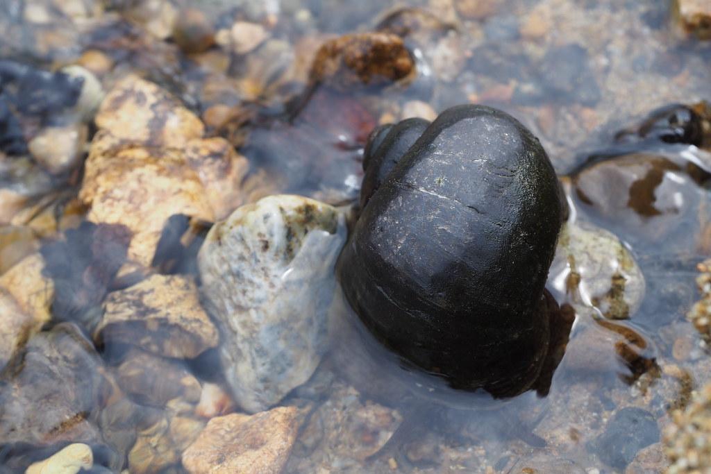 Types of Snails - Sea, Land And Saltwater - +15 Types (PHOTOS)