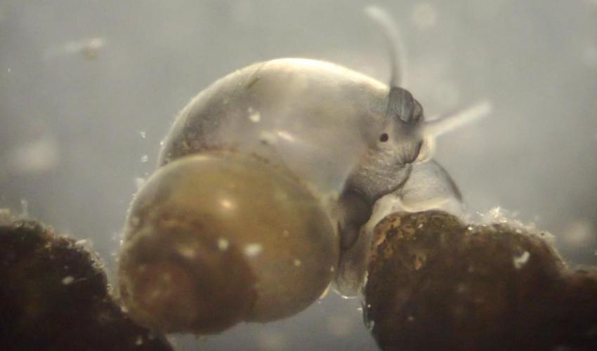 Types of Snails - Sea, Land And Saltwater - +15 Types (PHOTOS)