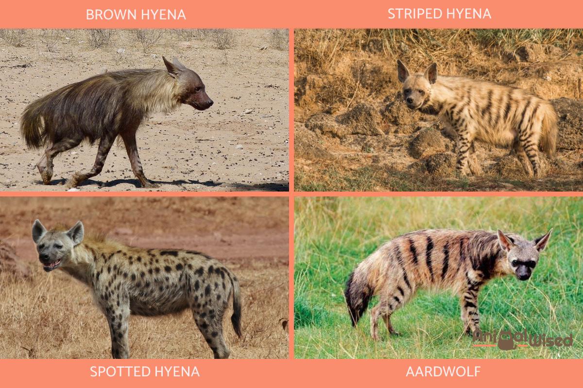 Where Do Hyenas Live? - List of Their Native Countries and Habitats