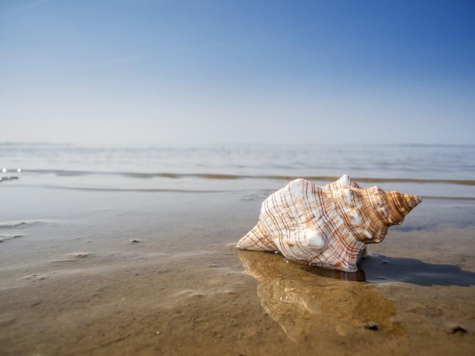 Types of Snails - Sea, Land And Saltwater - +15 Types (PHOTOS)